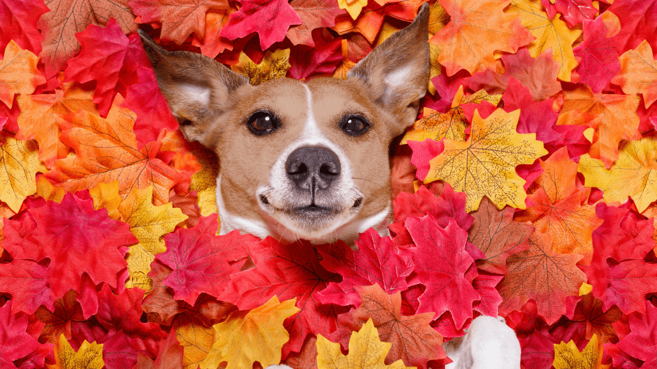 Fall Into Financial Wellness: Your Seasonal Checklist from Volt Credit ...